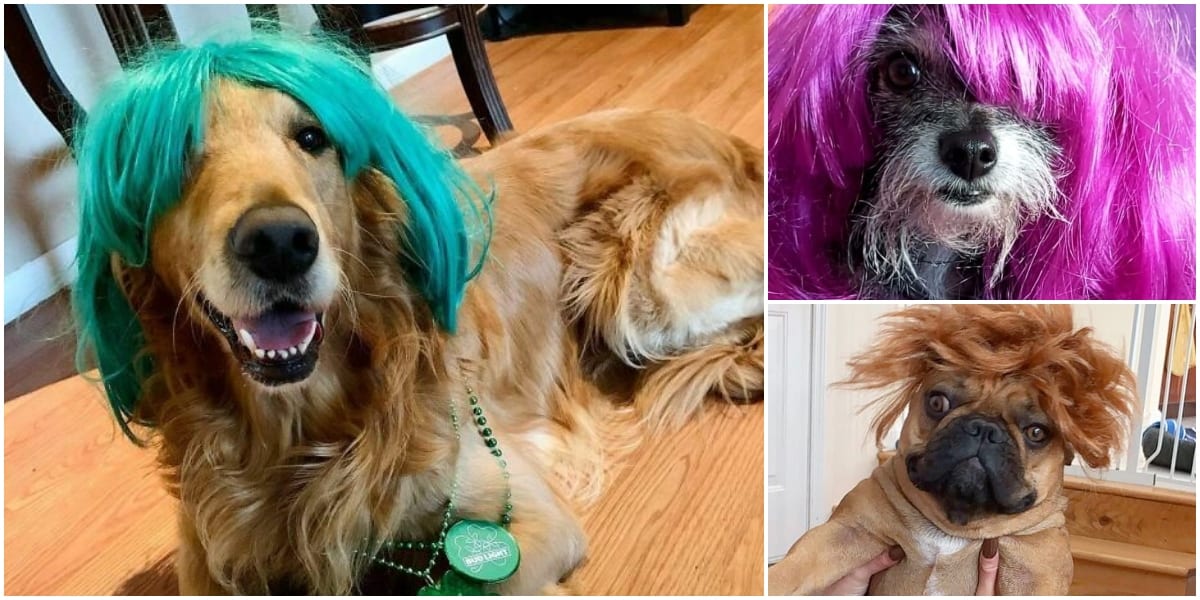 45 Photos Of Dogs Wearing Wacky Wigs - fun catz